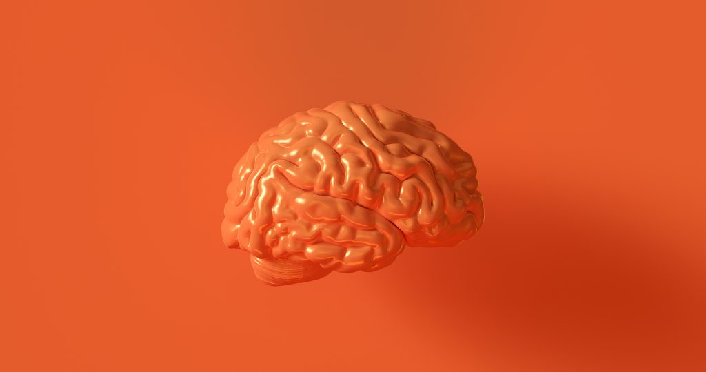 Orange Human brain Anatomical Model | BrainTest